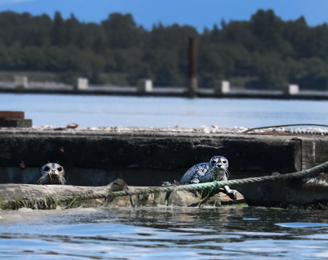 July 2020 Blog | Marine Mammal Ecology Lab | Western Washington University