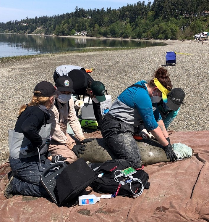 June 2023 Blog | Marine Mammal Ecology Lab | Western Washington University