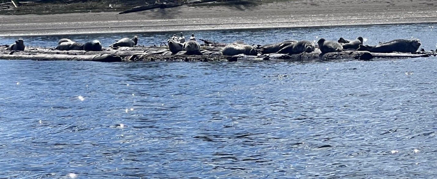 May 2025 Blog | Marine Mammal Ecology Lab | Western Washington University