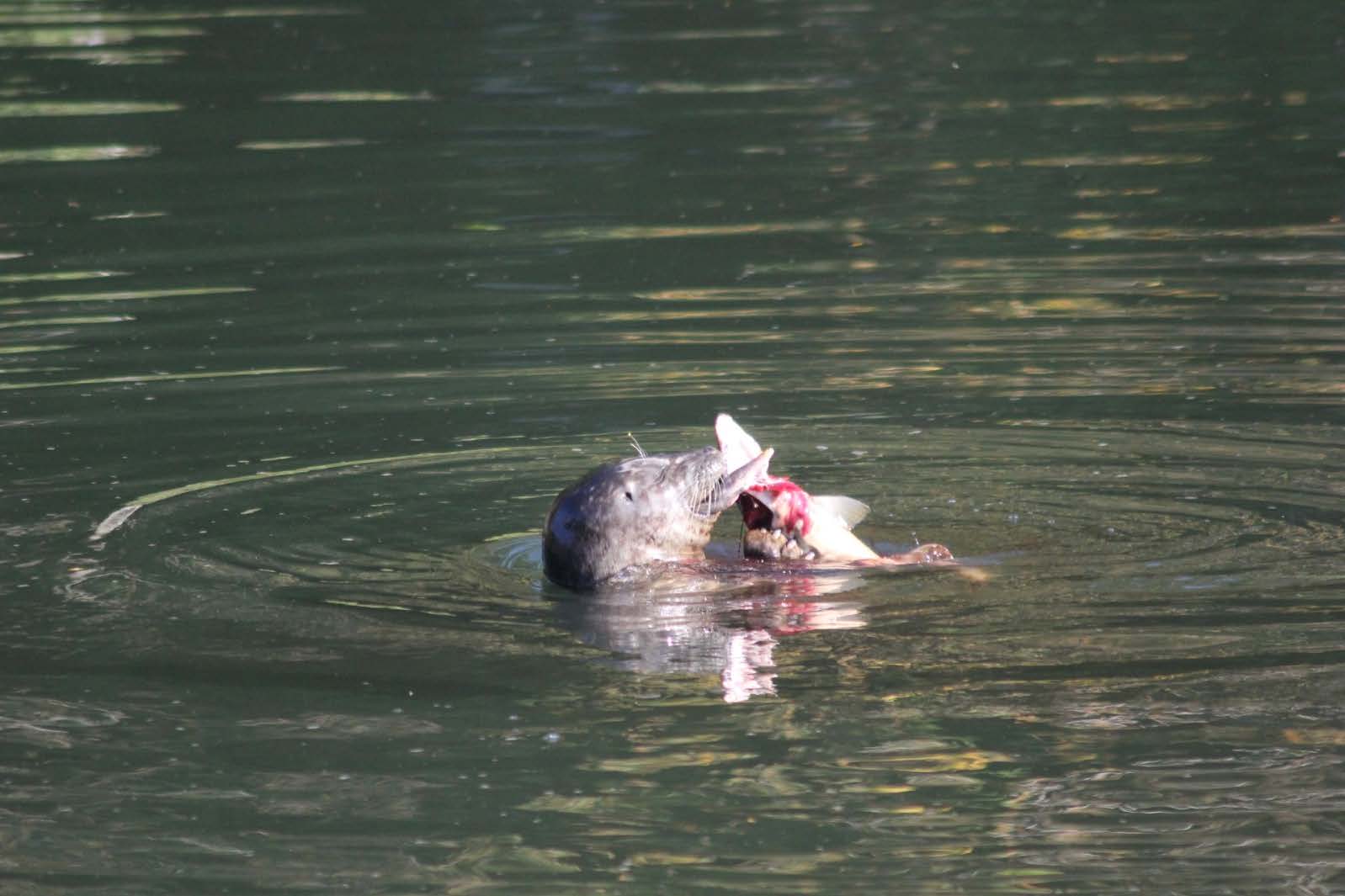 November 2023 Blog | Marine Mammal Ecology Lab | Western Washington ...