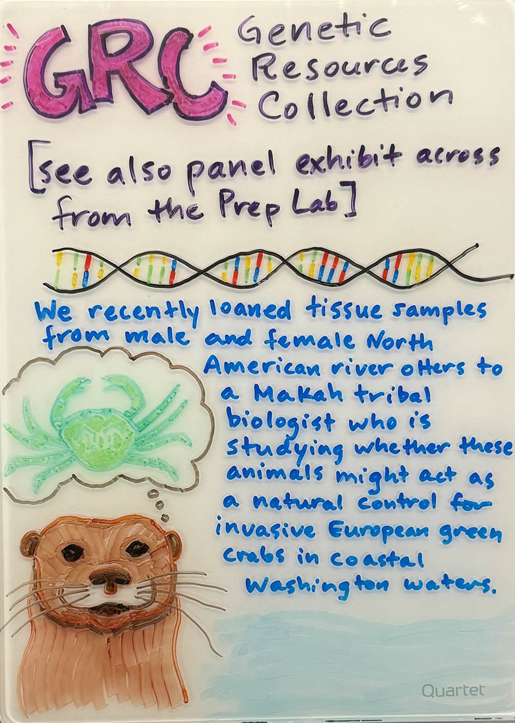 November 2024 Blog | Marine Mammal Ecology Lab | Western Washington ...