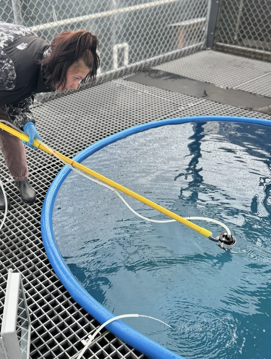 November 2024 Blog | Marine Mammal Ecology Lab | Western Washington ...