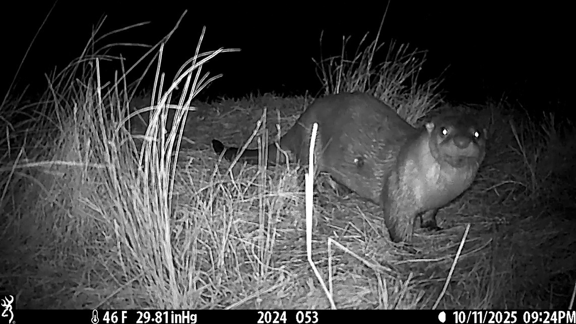 November 2025 Blog | Marine Mammal Ecology Lab | Western Washington ...