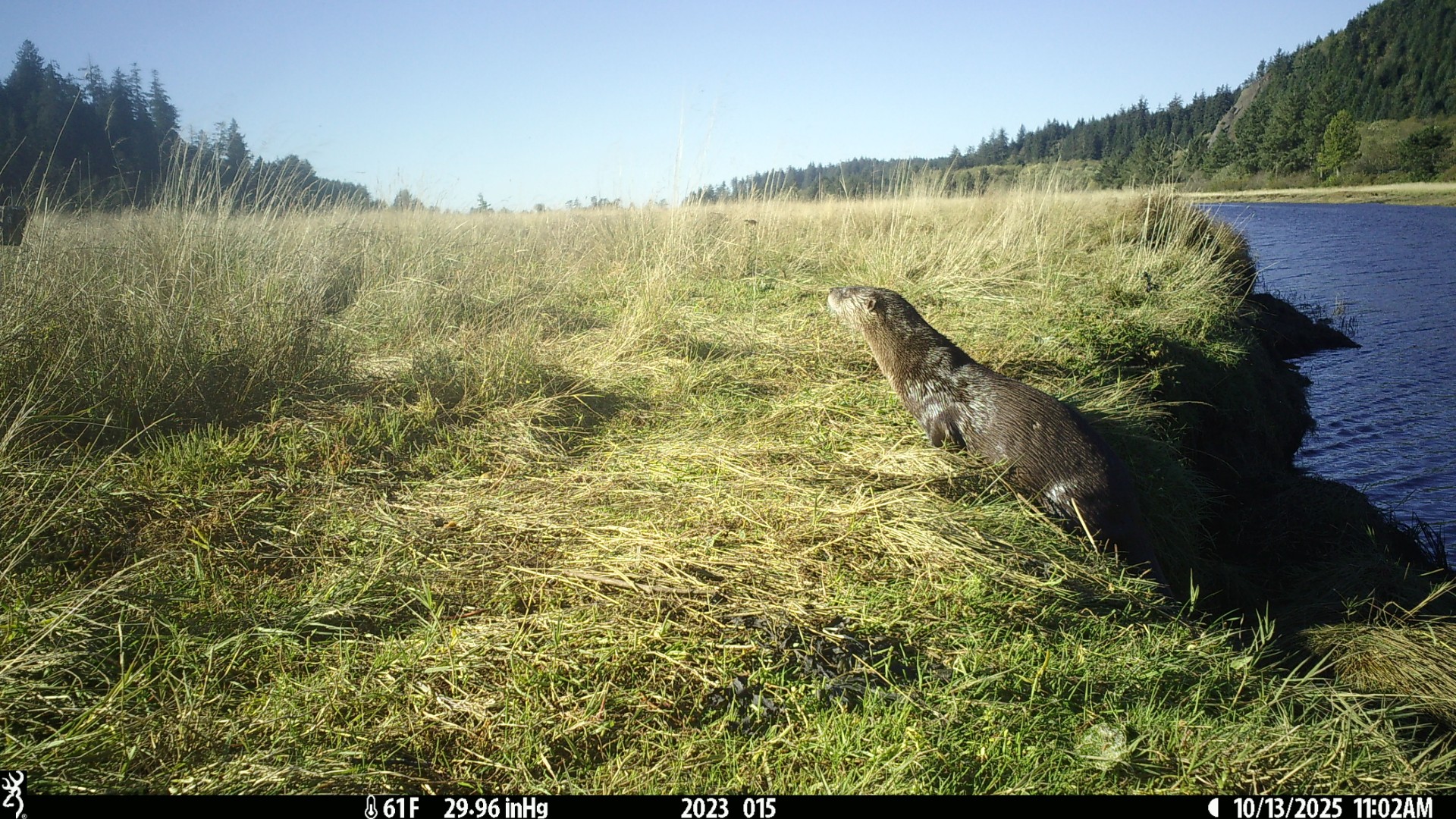 November 2025 Blog | Marine Mammal Ecology Lab | Western Washington ...